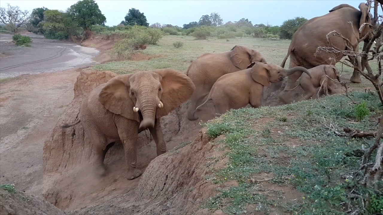 Baby Elephant Stuck on Cliff Gets Helping Hand