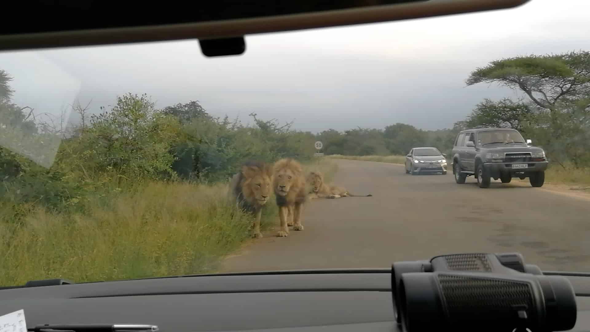 When 3 Huge Lions Surround Tiny Car