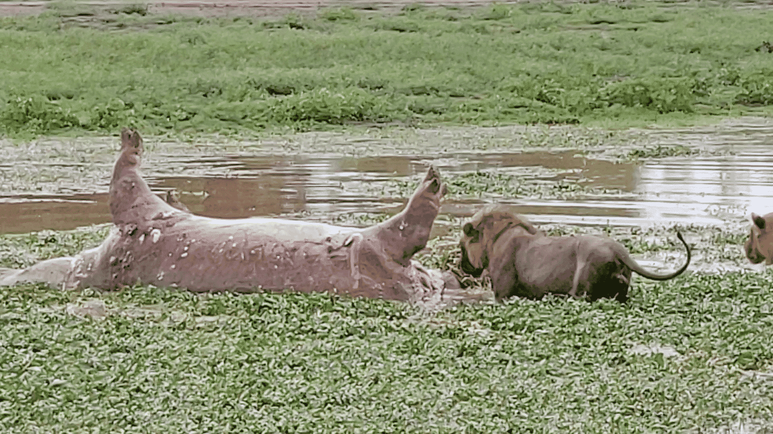 Dead Hippo Shoots at Lions