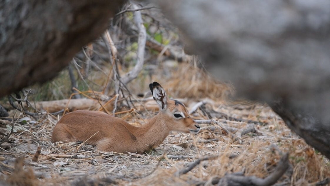 Impala Baby Tries Escaping Python & Hyena