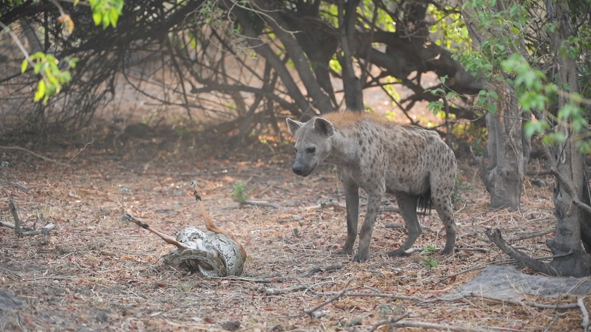 Impala Baby Tries Escaping Python & Hyena