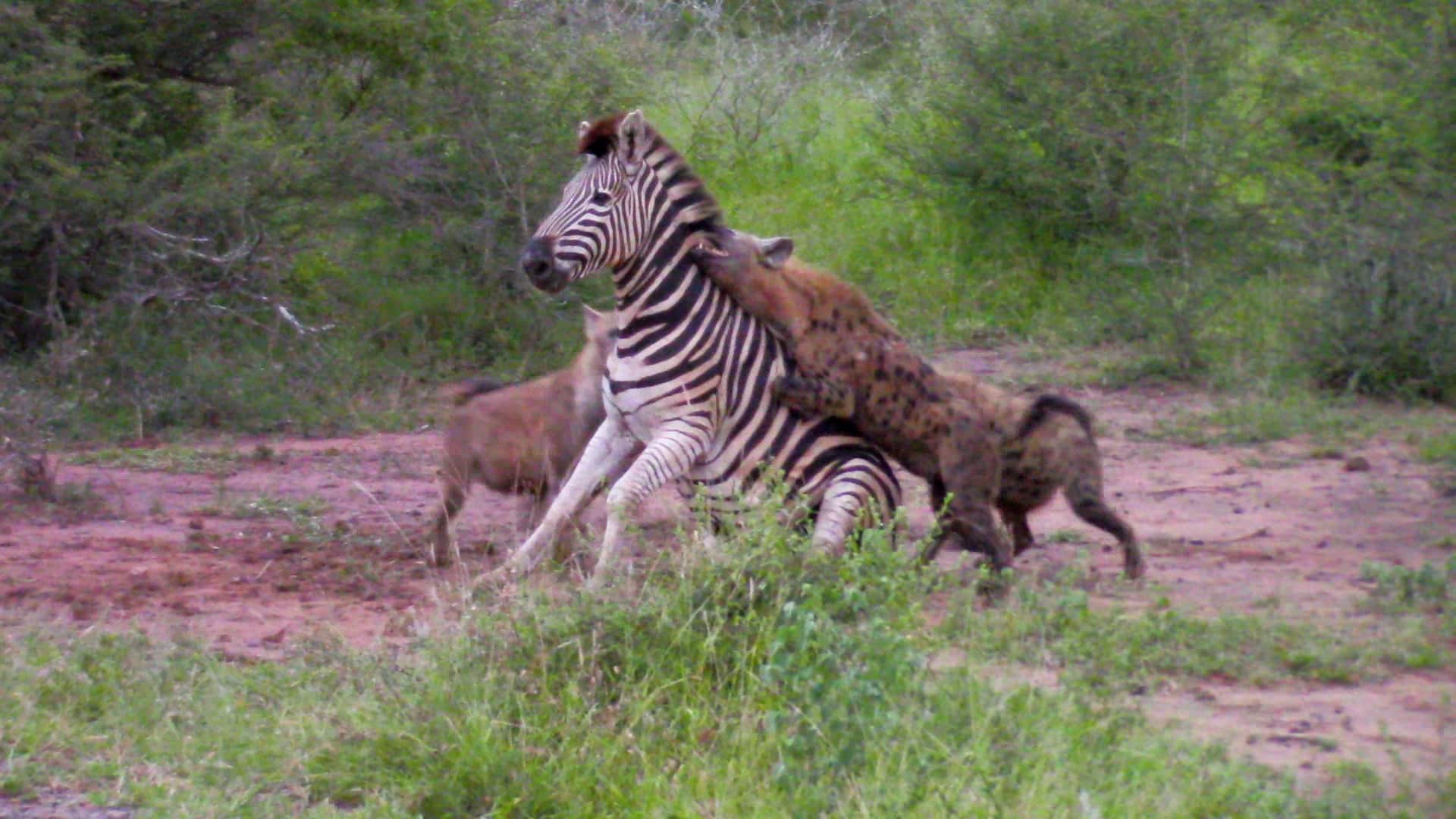 Hyenas Eat Zebra Alive While it Tries to Escape