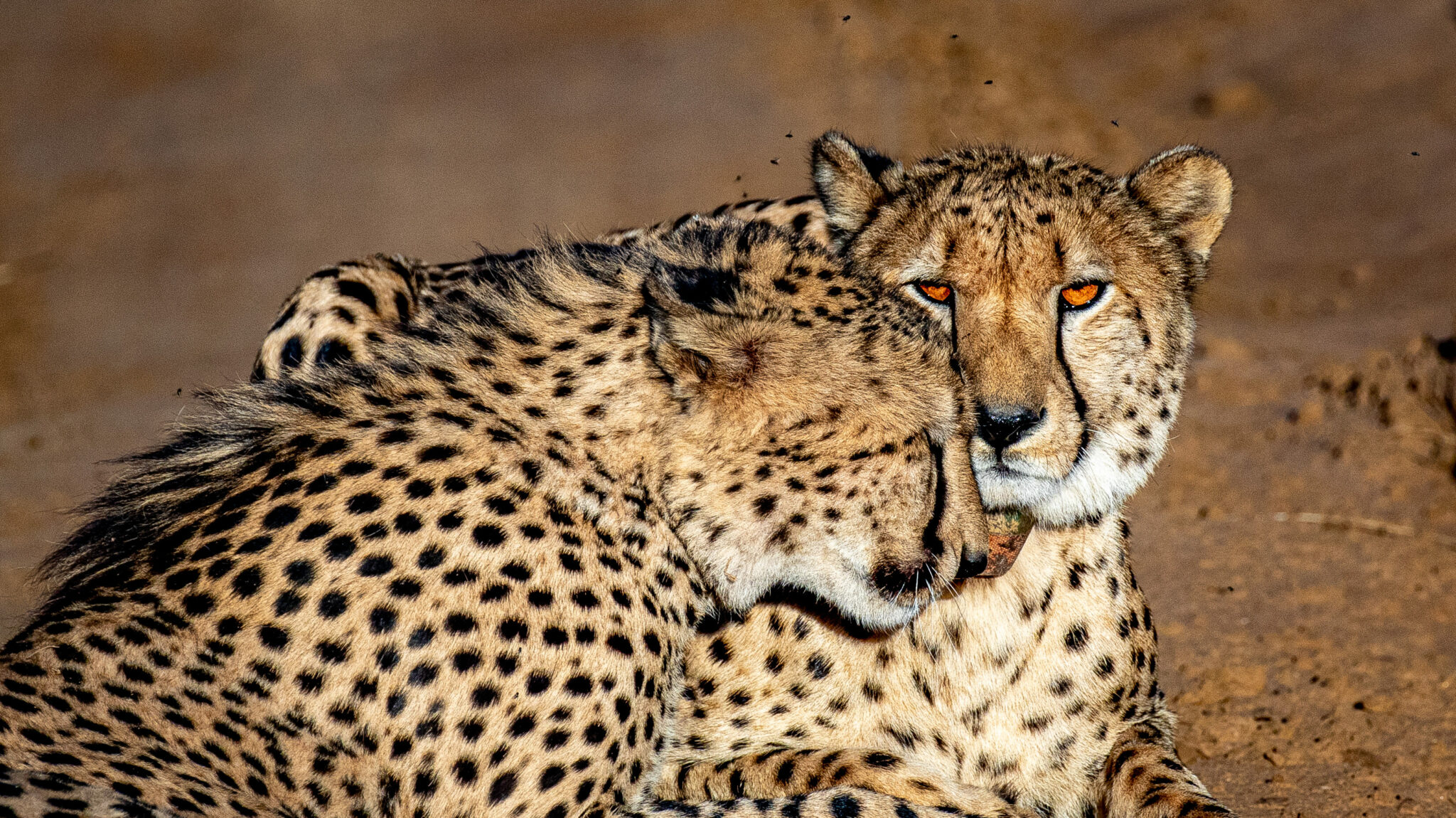 Cheetah Takes Closer Look At Cricket