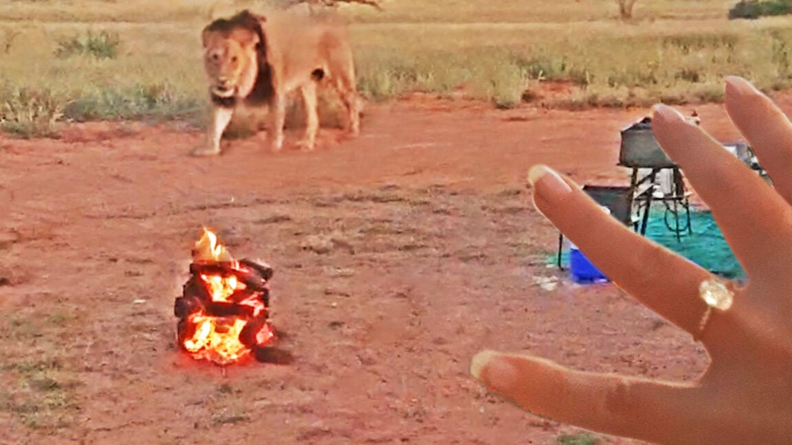 Latest Sightings - Real-Time Wildlife Sightings in Kruger & Pilanesberg