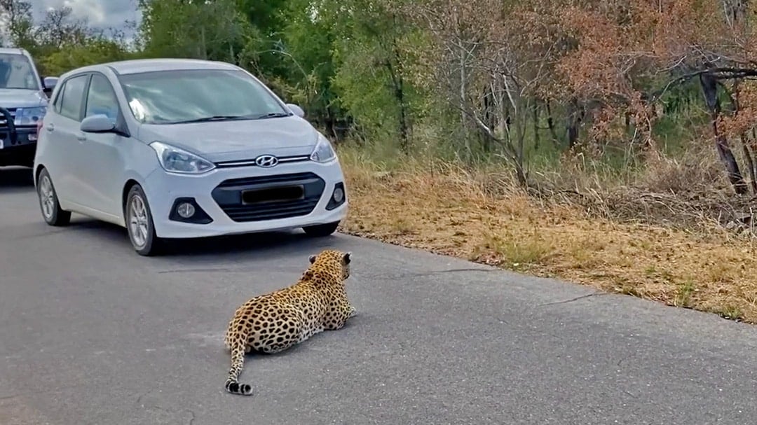 Leopards Choose Car's Roof as the Perfect Spot to Mate