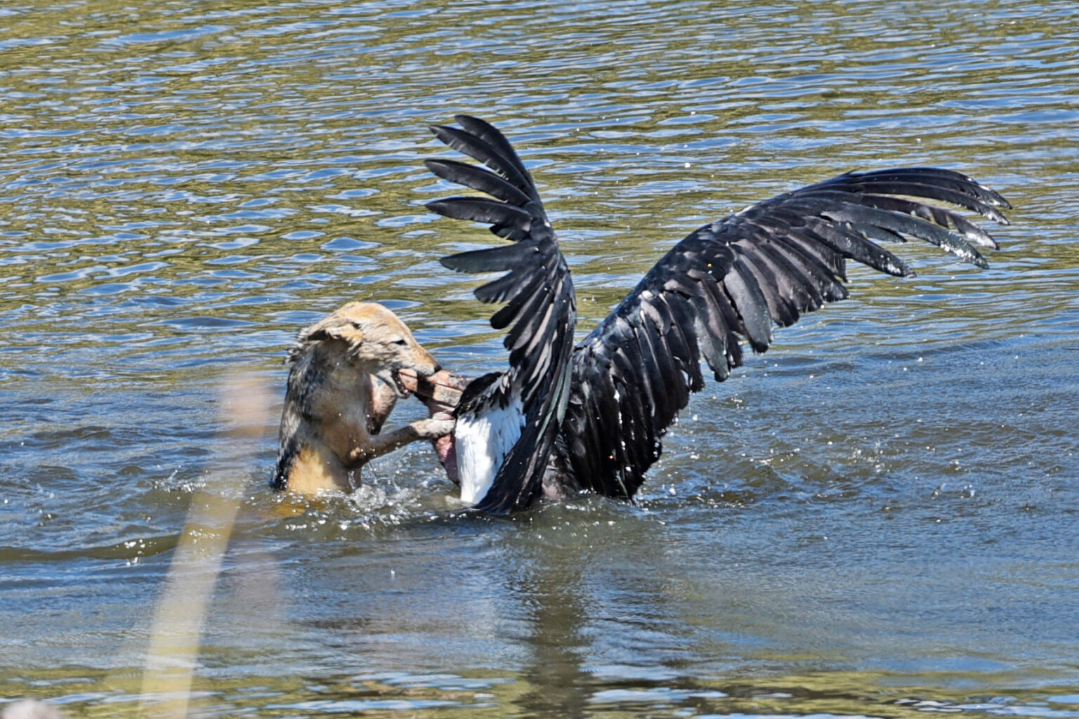 Jackal Hunts Marabou Stork after Swimming up to it (Epic Photos!)