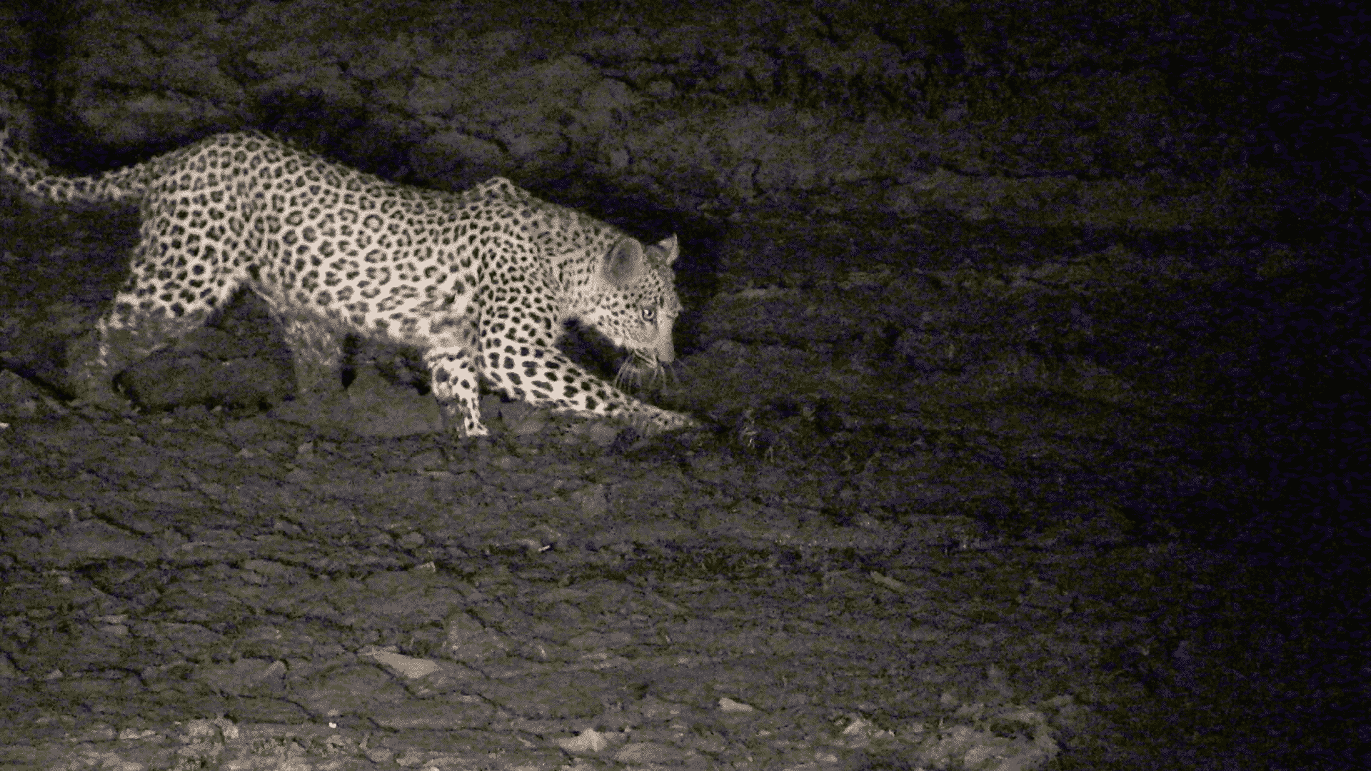 Leopard Almost Hunts on top of Hippo Hiding in the Mud