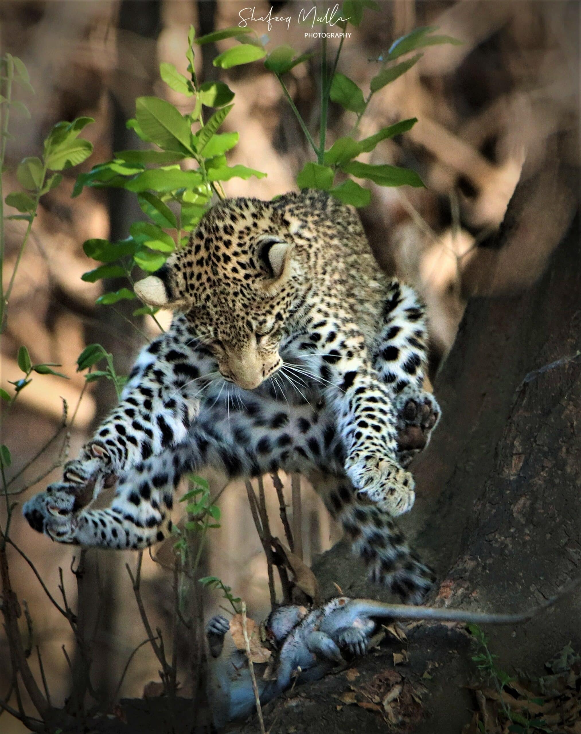 Desperate Baby Hangs onto Mom after Leopard Caught Her