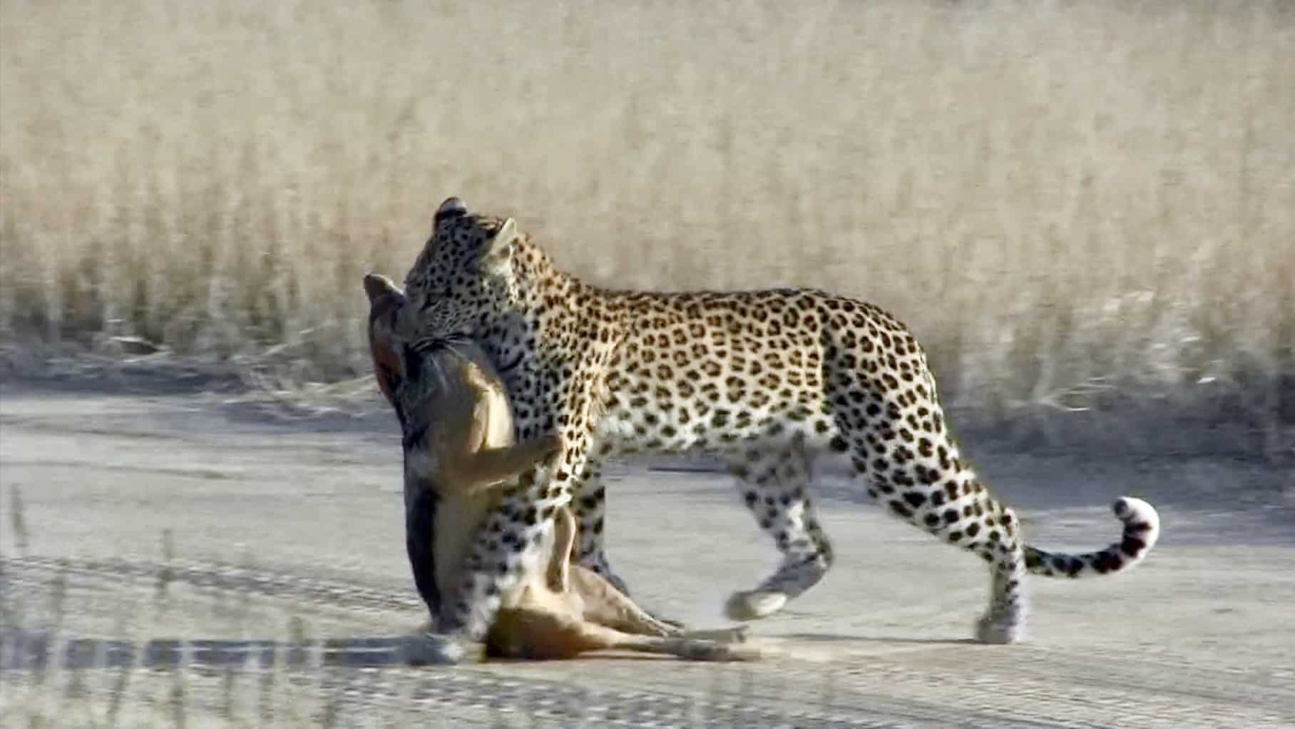 Leopard Hunting Jackal That's Hunting Birds