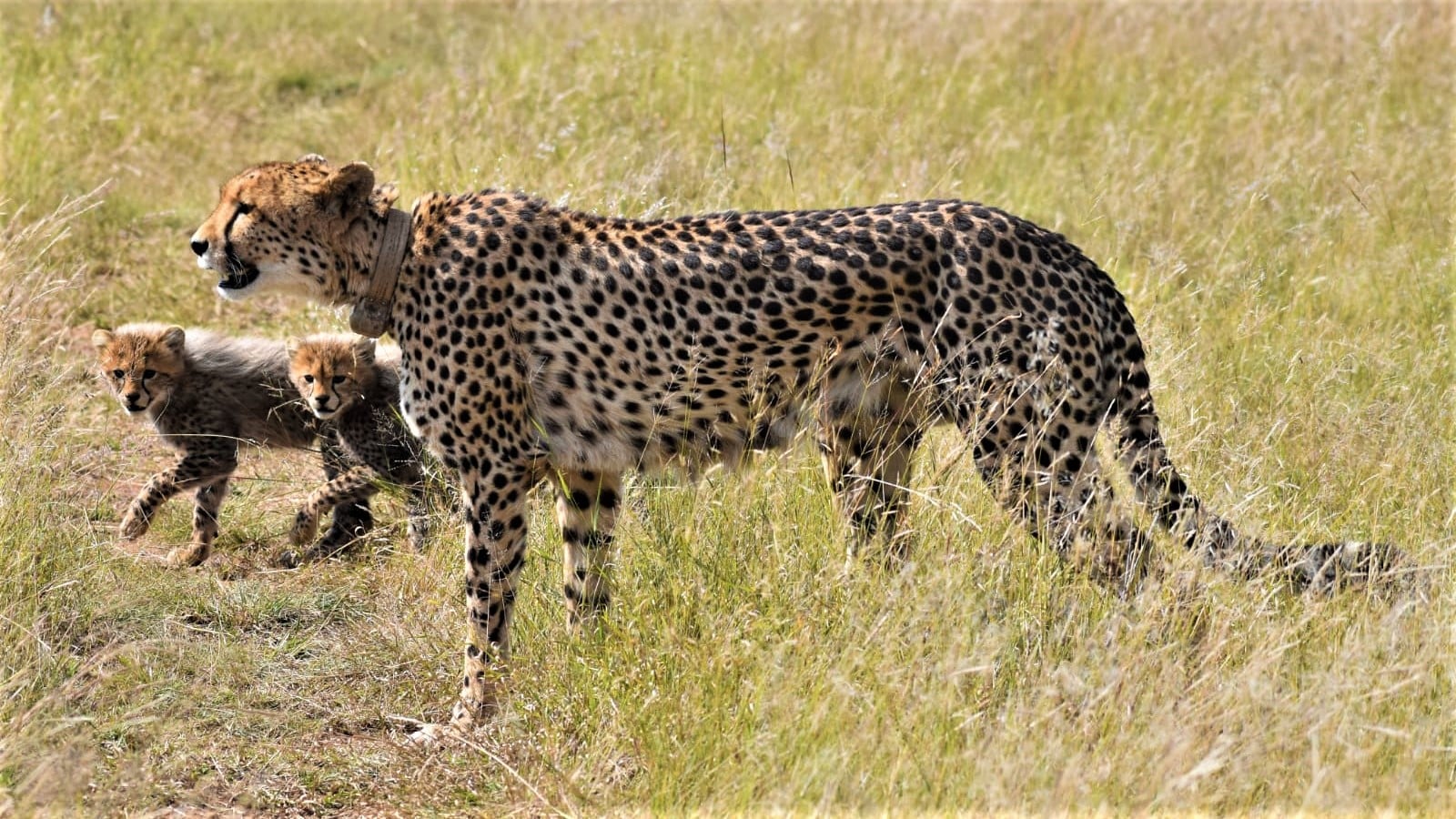 Where to Spot Cheetahs - The World's Fastest Animal