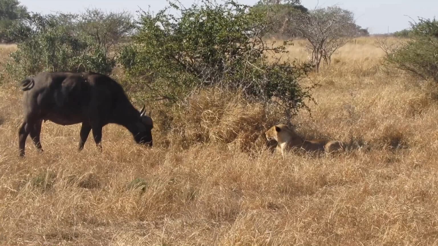 Grazing Buffalo Walks Right into Lion and Gets the Fright of Its Life