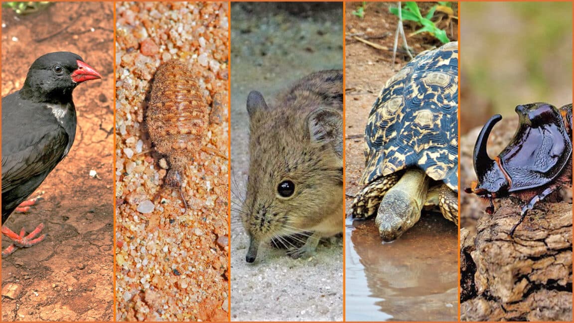 The SMALL 5 - A Series on Africa's Famous 5