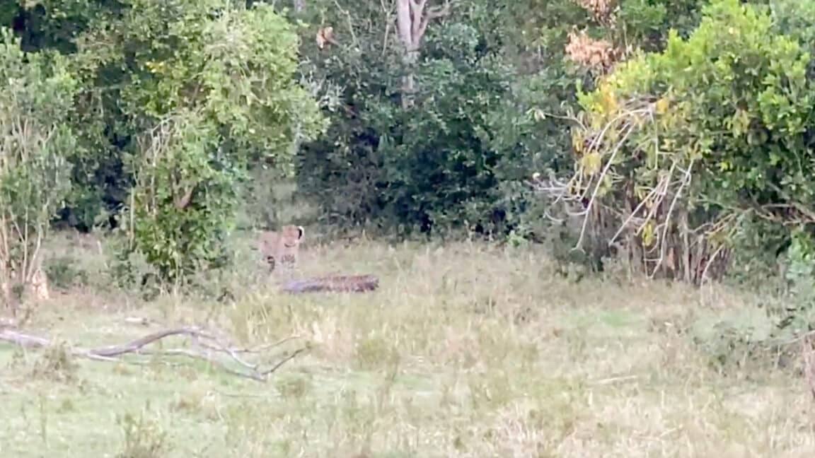 Python Constricts Leopard!