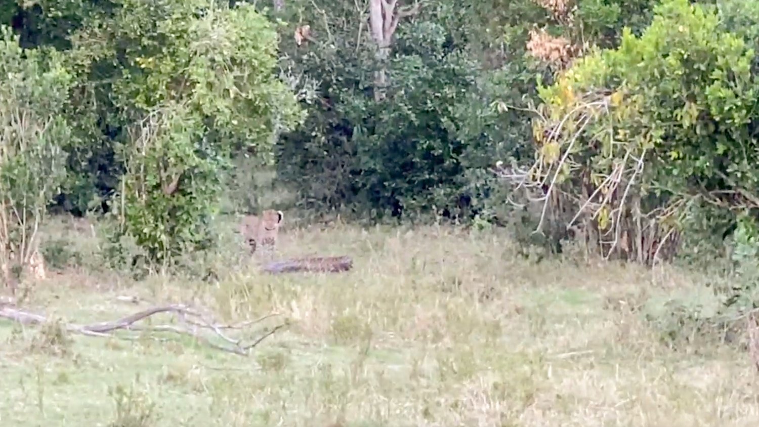 Python Constricts Leopard!