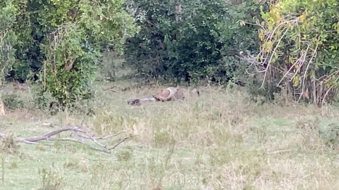 Python Constricts Leopard!