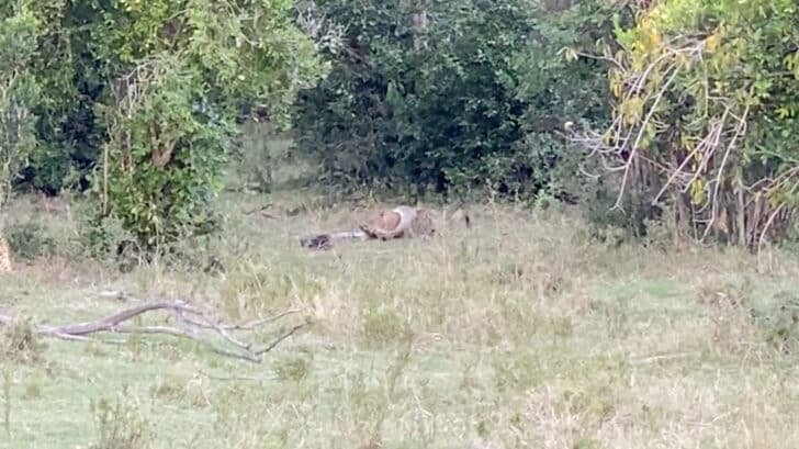 Python Constricts Leopard!