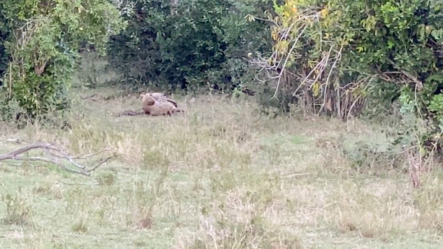 Python Constricts Leopard!