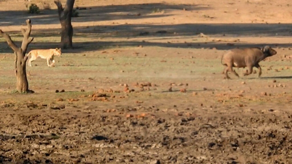 Lions Attack & Kill Buffalo Next to Vehicle