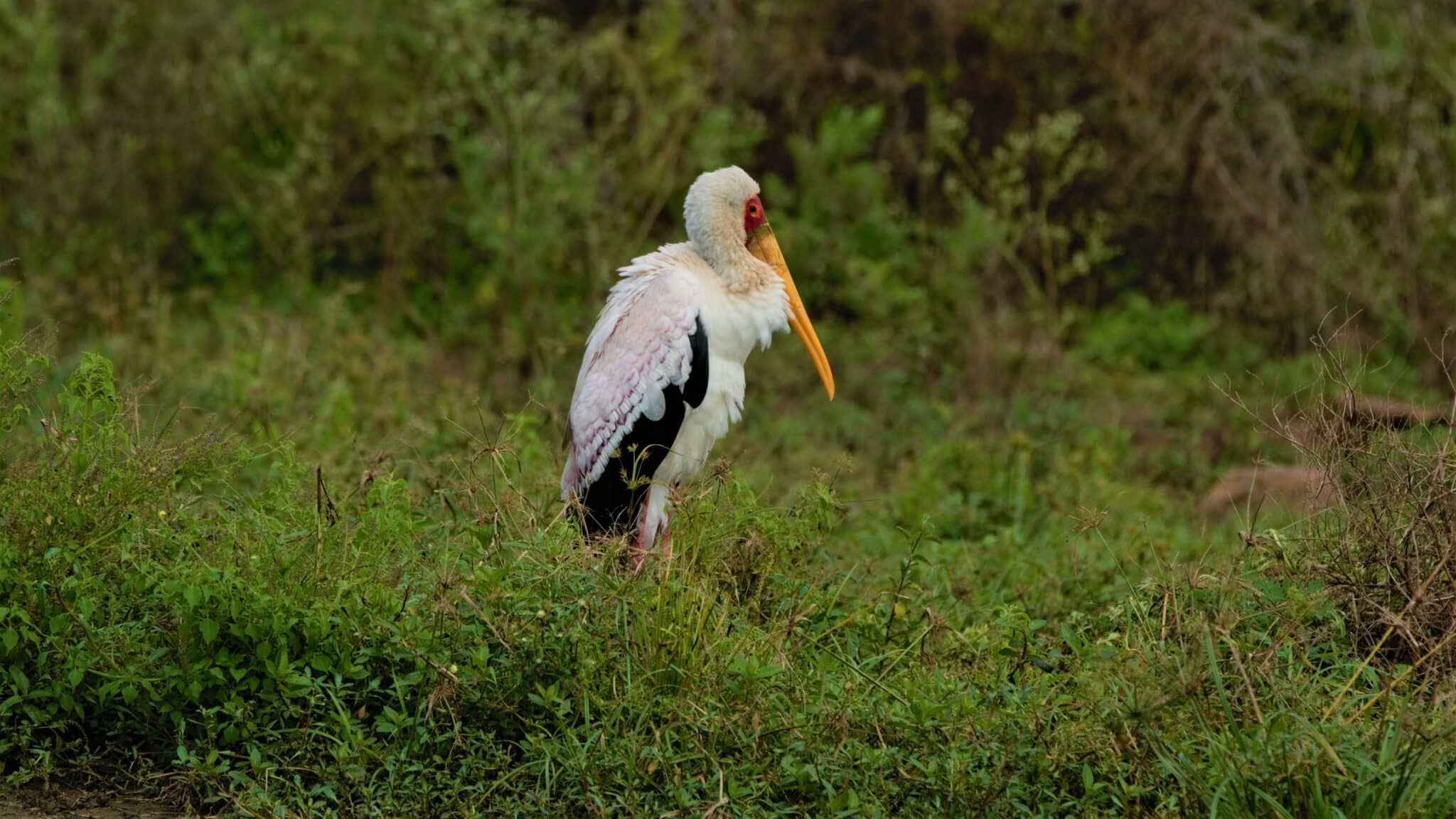 Stork Sticks its Head in the Mouth of a Crocodile to get Meal Back