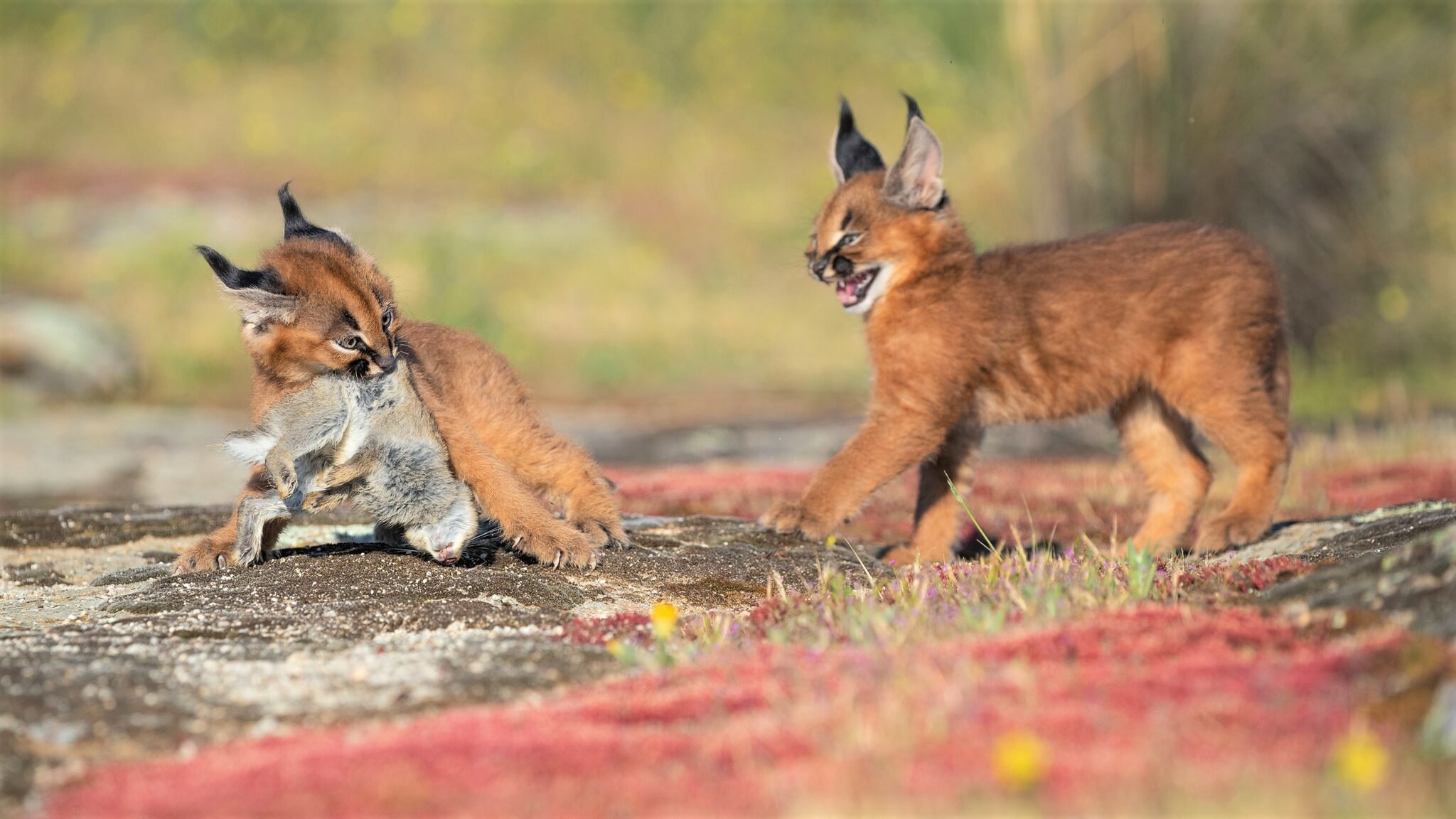 Cute Caracal Kittens Fight Over a Baby Bunny