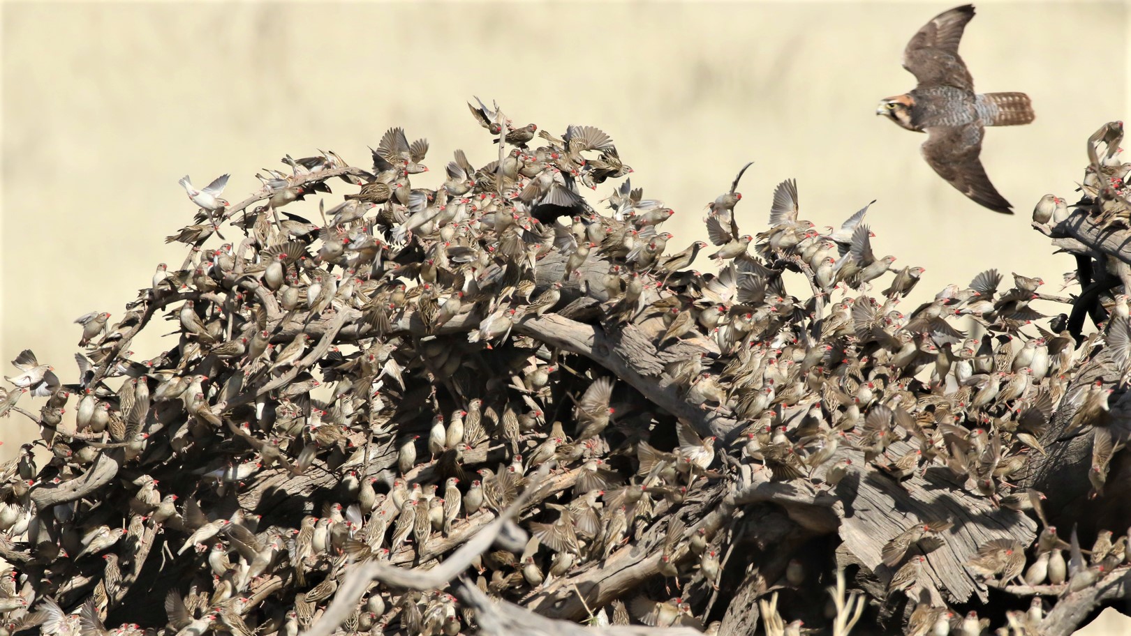 Falcon Hunt Turns into a Fight Amongst Thousands of Birds