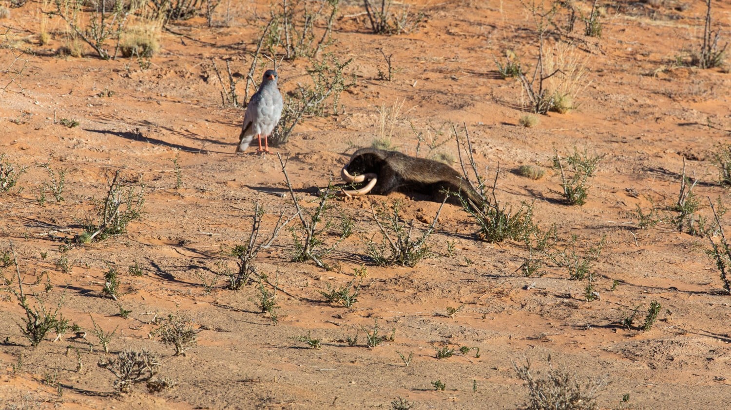Honey Badger Hunts 2 Snakes While Hawk & Jackal Wait for Scraps