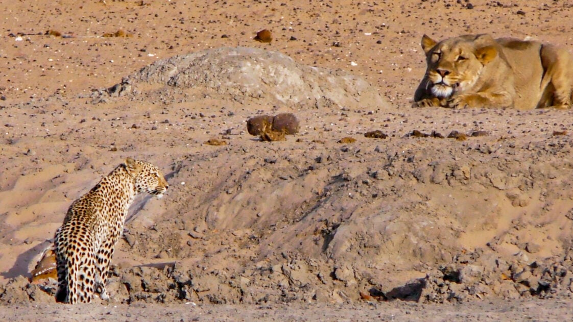Leopard Walks Right into a Lion