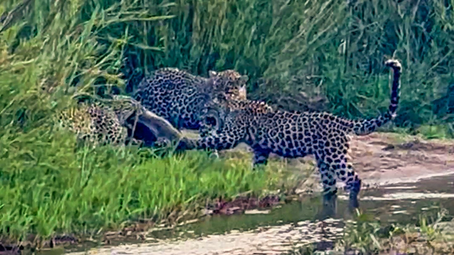 3 Leopards Have Epic Battle with Honey Badger