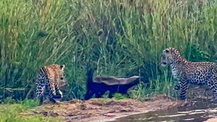 3 Leopards Have Epic Battle with Honey Badger