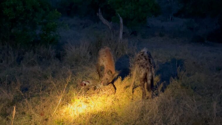 Hyenas Roll All Over Leopard
