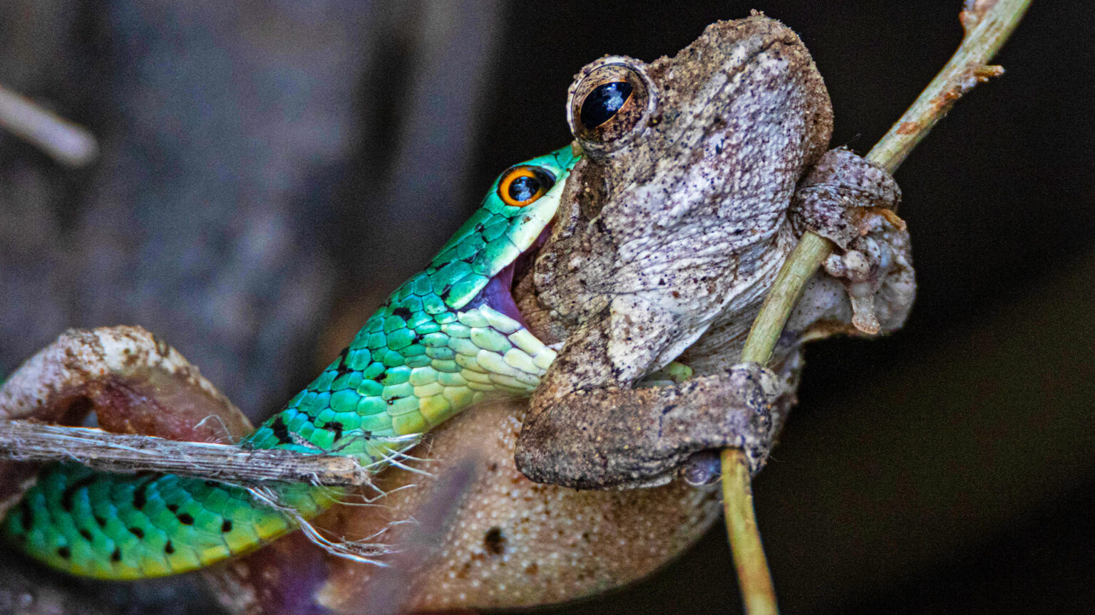 Frog Fights for Life in Snake's Jaws