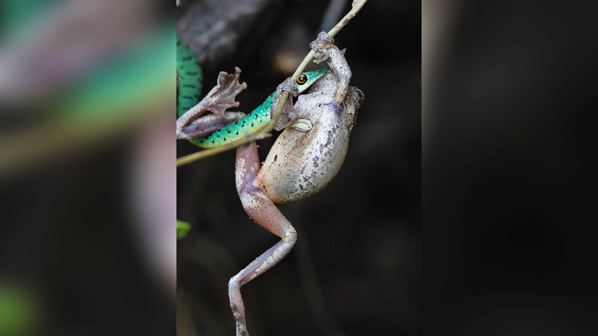 Frog Fights for Life in Snake's Jaws