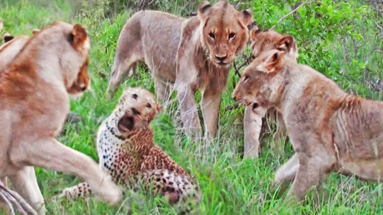 Lions Trap and Attack Old Leopard