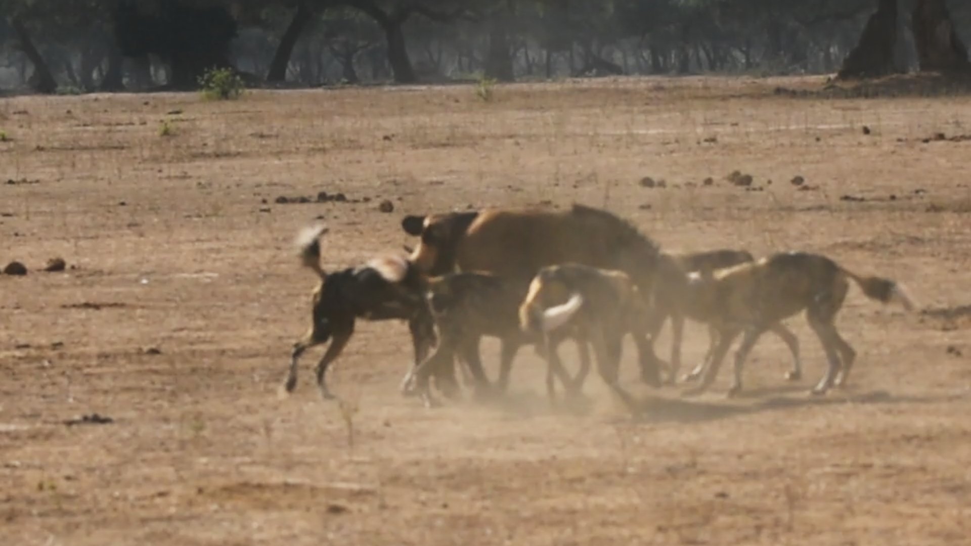 Wild Dogs Catch 2 Baby Buffaloes During Stampede