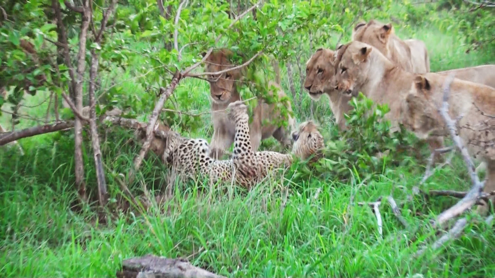Lions Trap and Attack Old Leopard