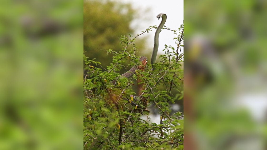 Mongoose Attacks World's Most Feared Snake