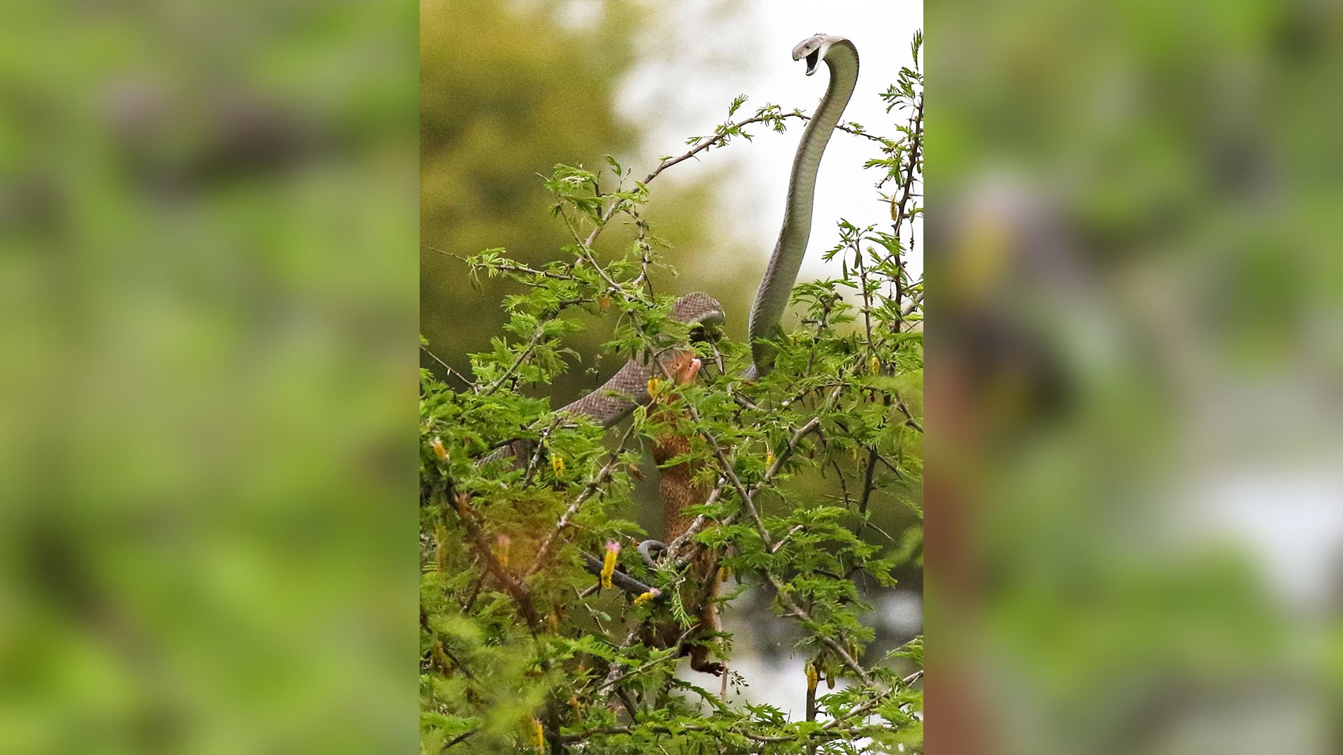 Mongoose Attacks World's Most Feared Snake