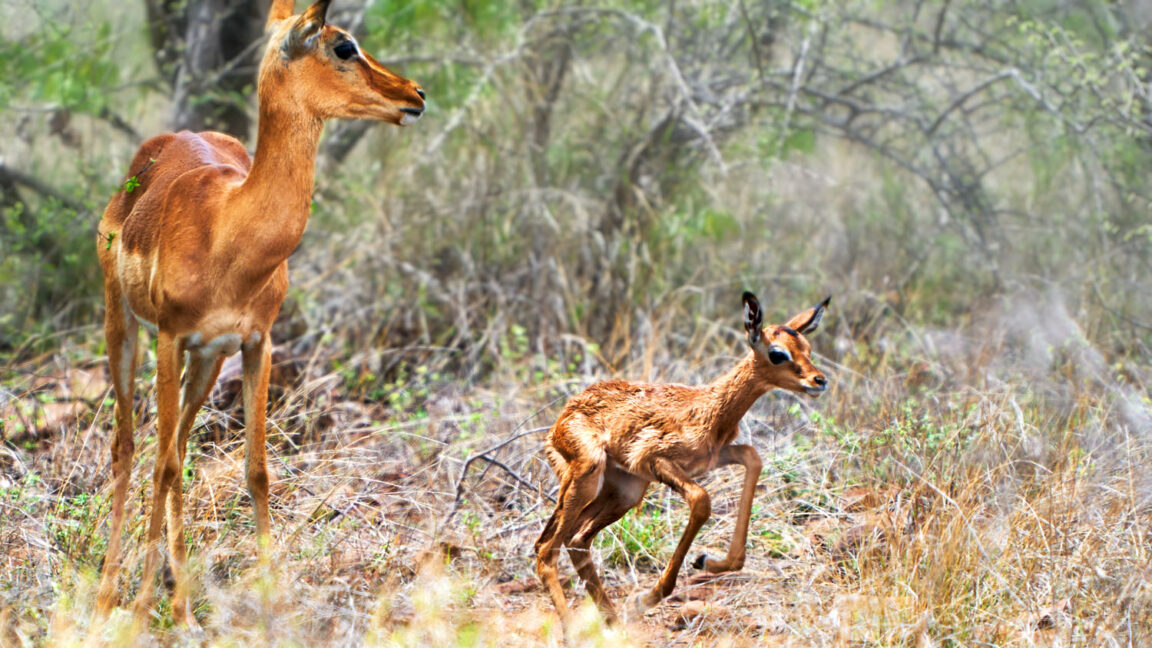 Impala Lambs Fall With the First Rains