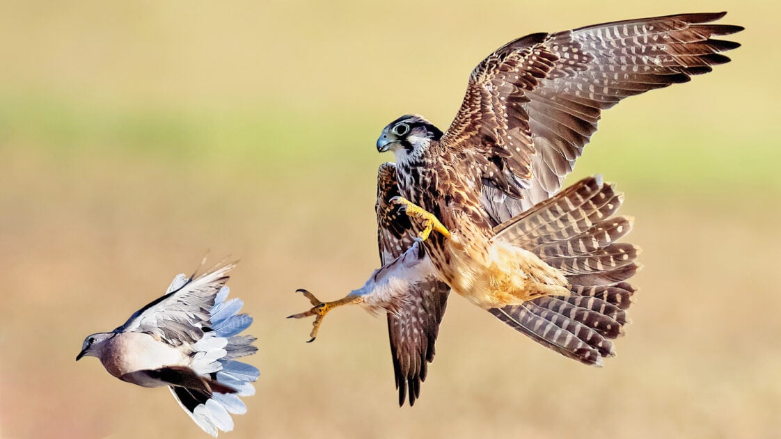 Falcon Catches Dove in Mid-Air