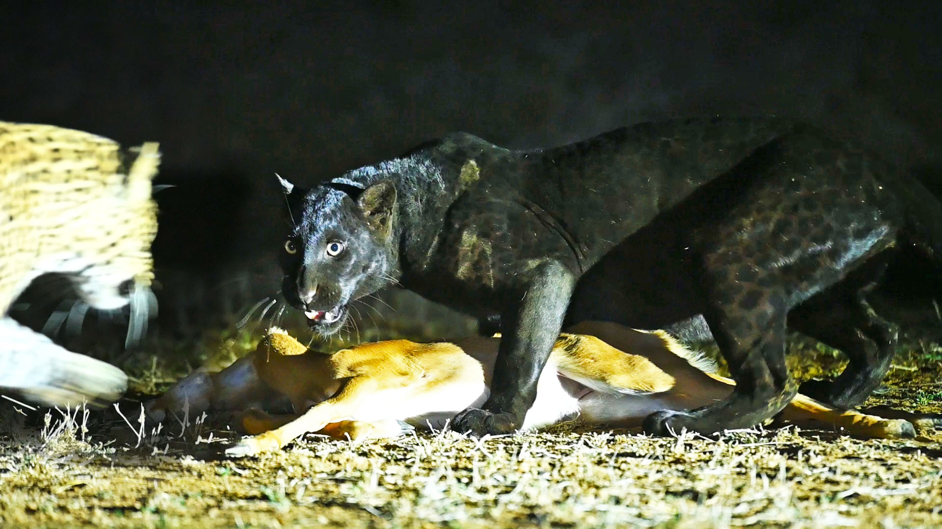 Black Panther Drops Kill When it Sees Normal Leopard