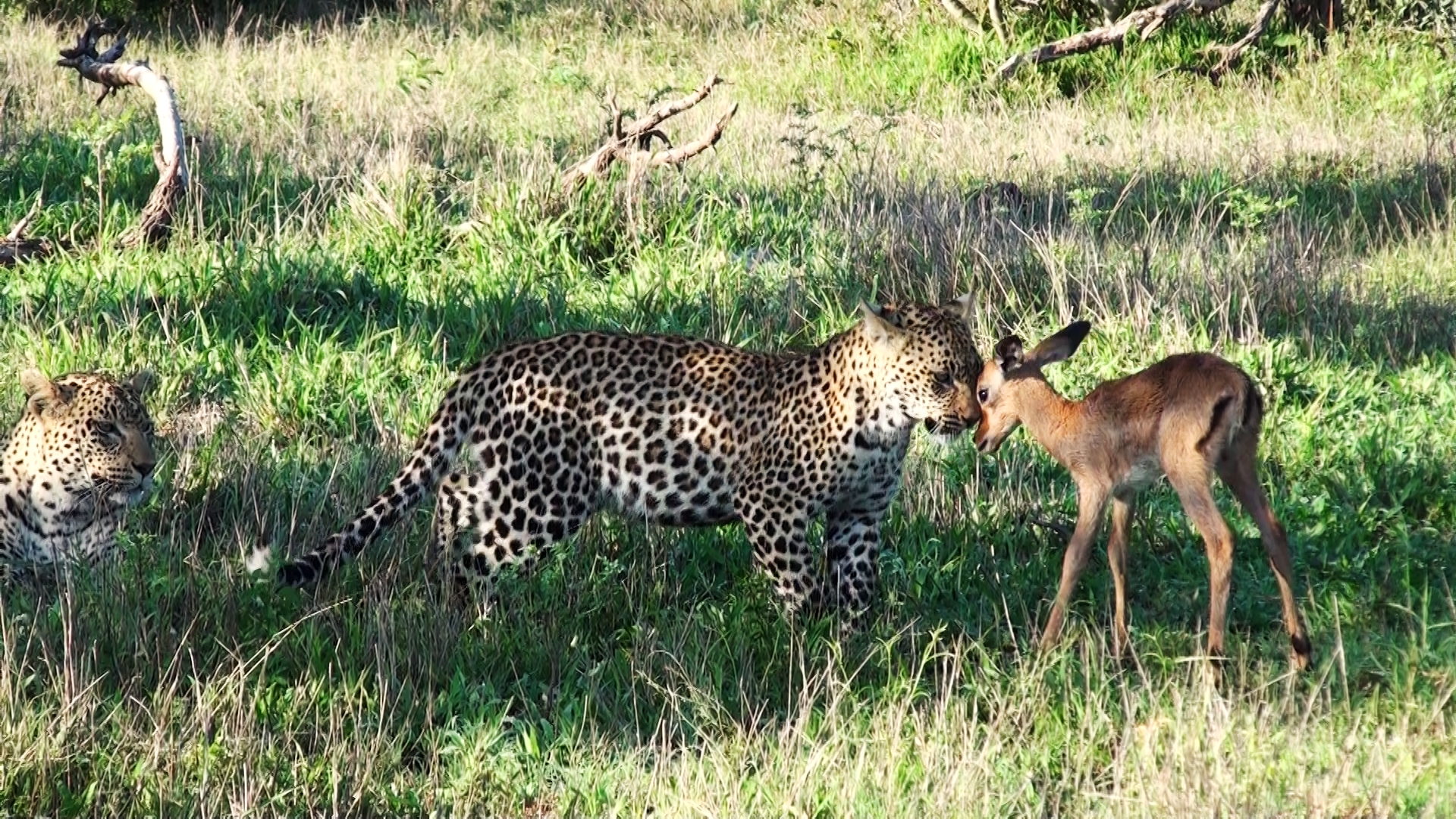 Impala Plays with Leopards