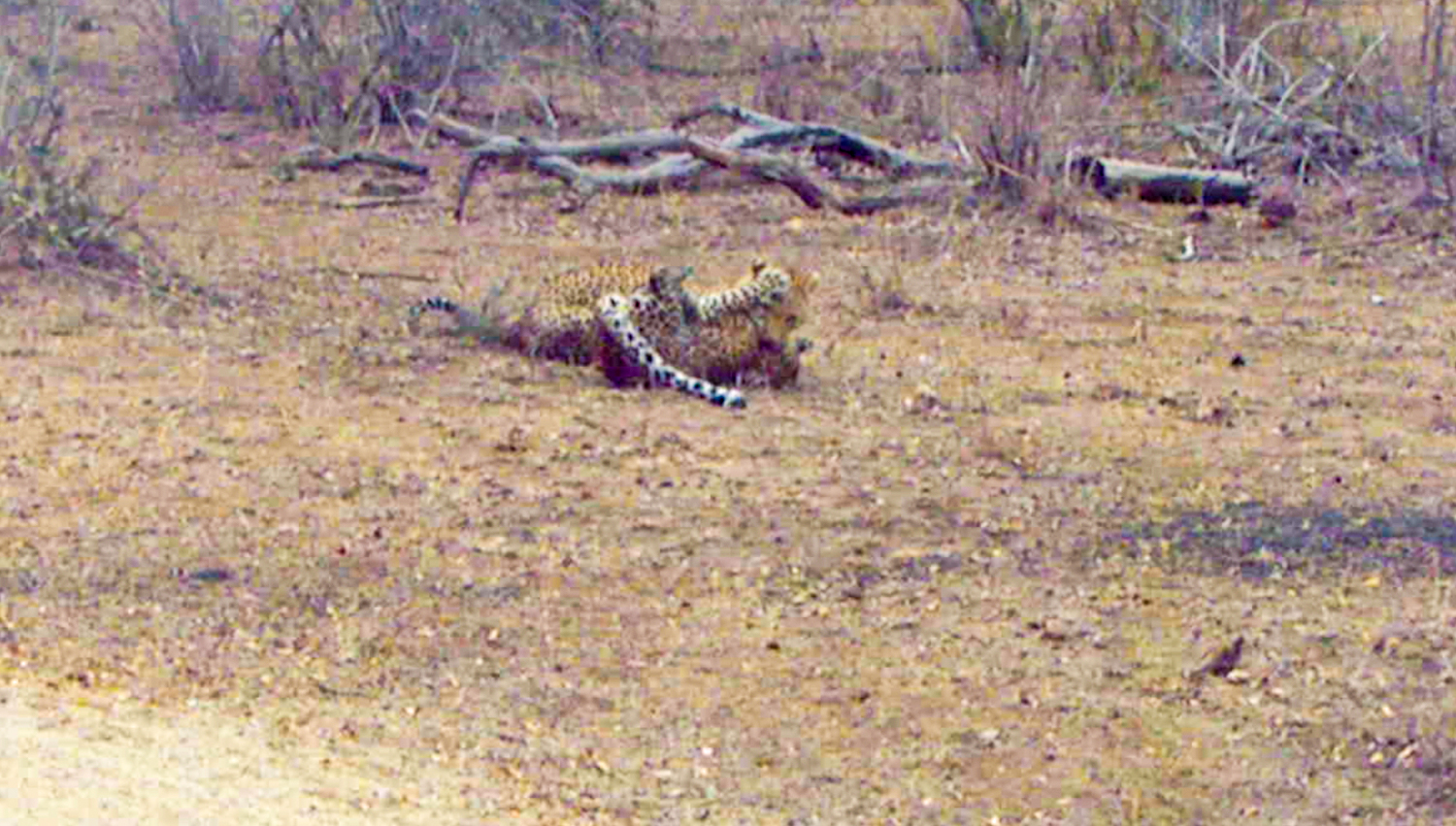 Leopard Death Battle in the Road!