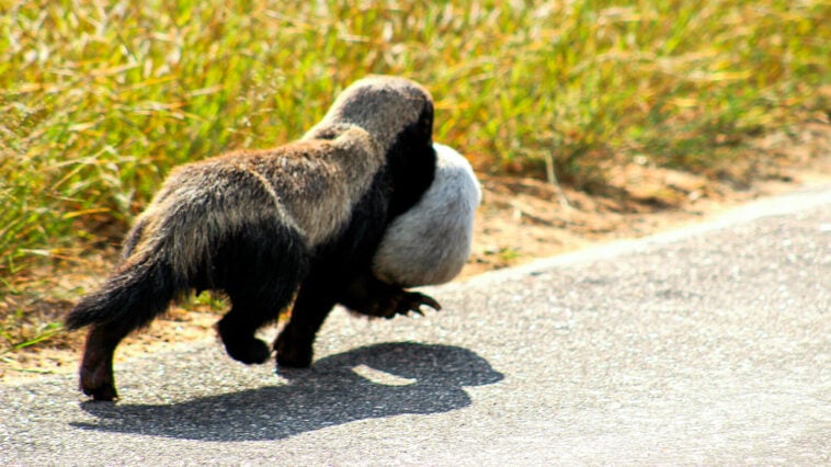 Elusive Honey Badger Mother Caught Carrying Cub to Den