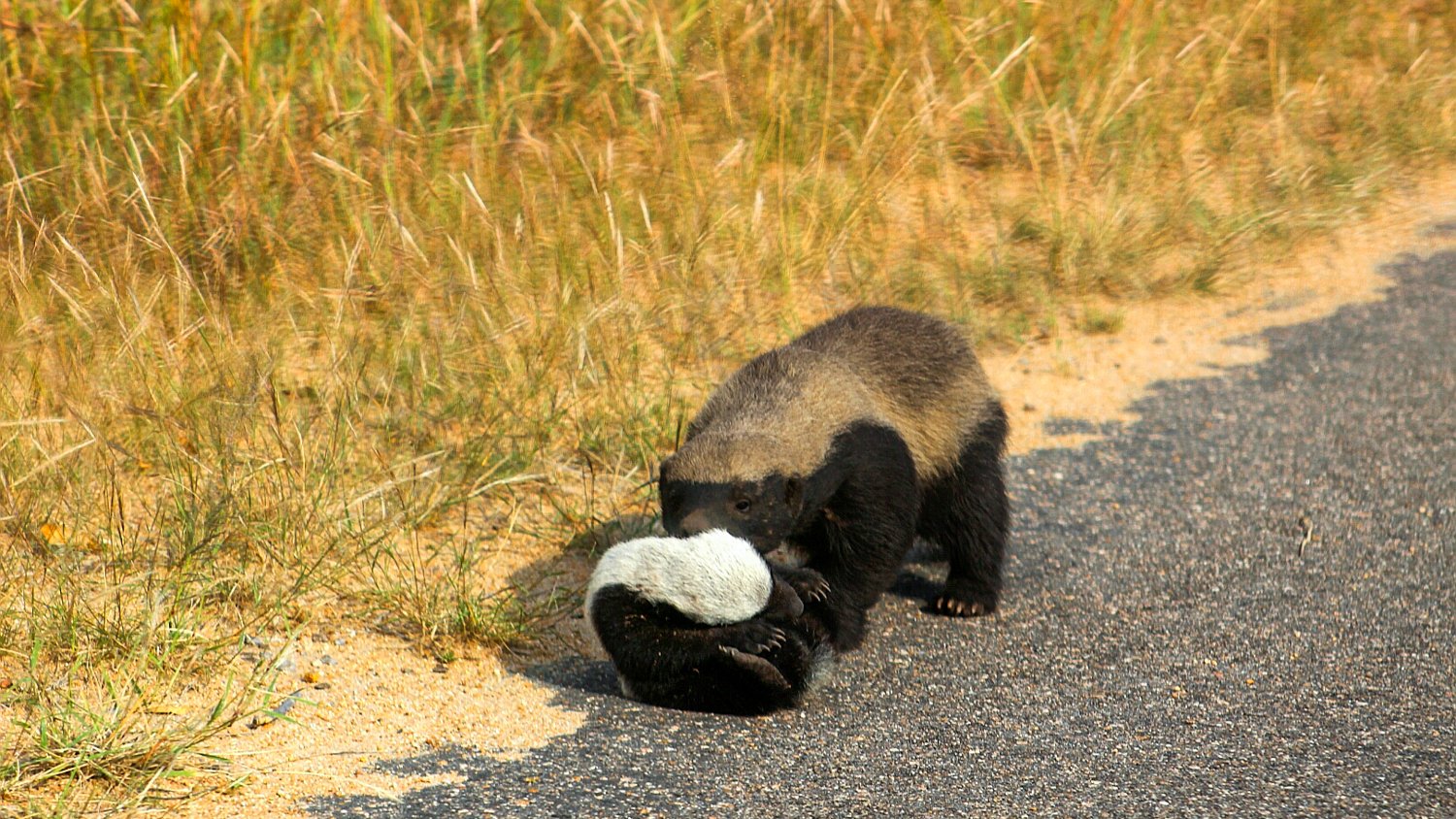 Elusive Honey Badger Mother Caught Carrying Cub to Den