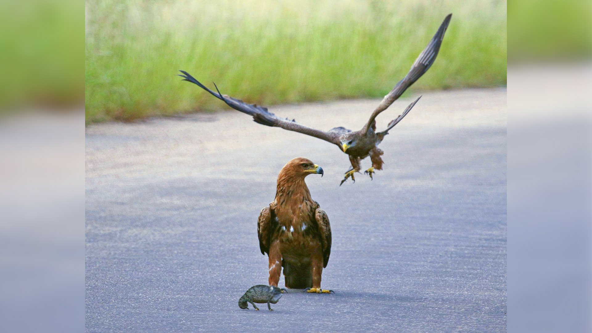 Brave Chameleon Stands up to Hungry Eagle