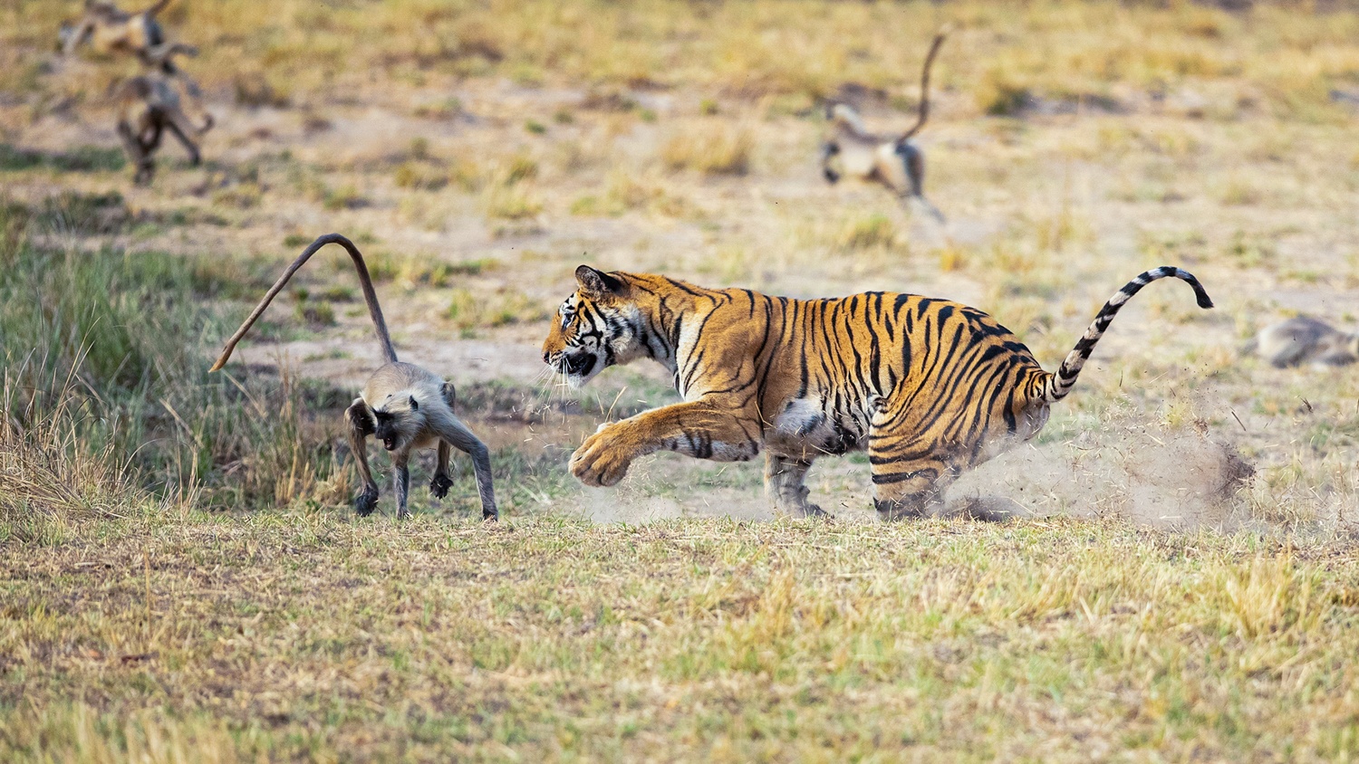 Tiger Stalks and Attacks Unsuspecting Monkey