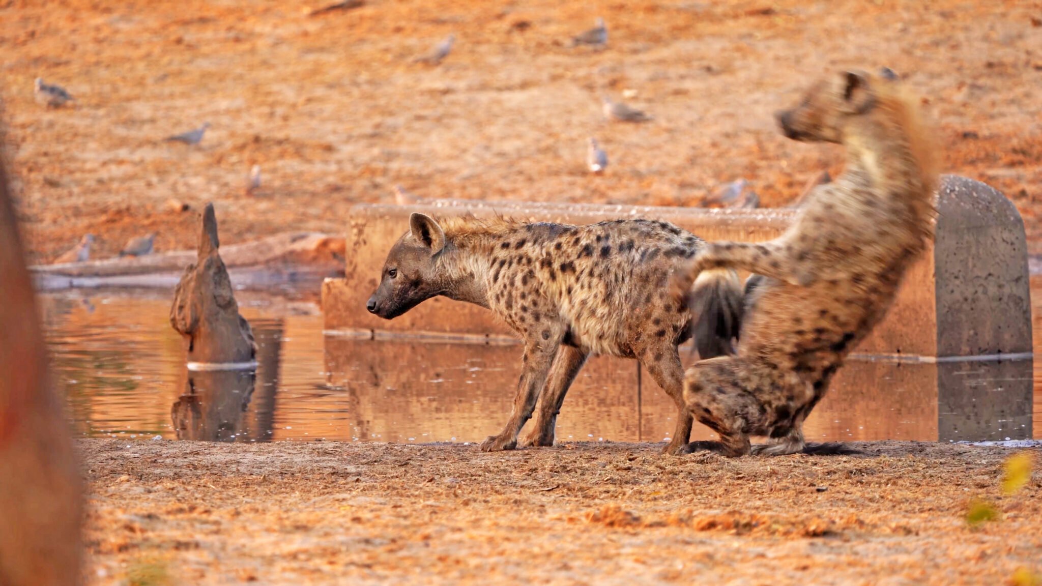 Hyena Passes Out After Happy Ending