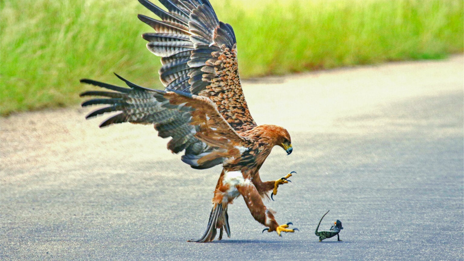 Brave Chameleon Stands up to Hungry Eagle