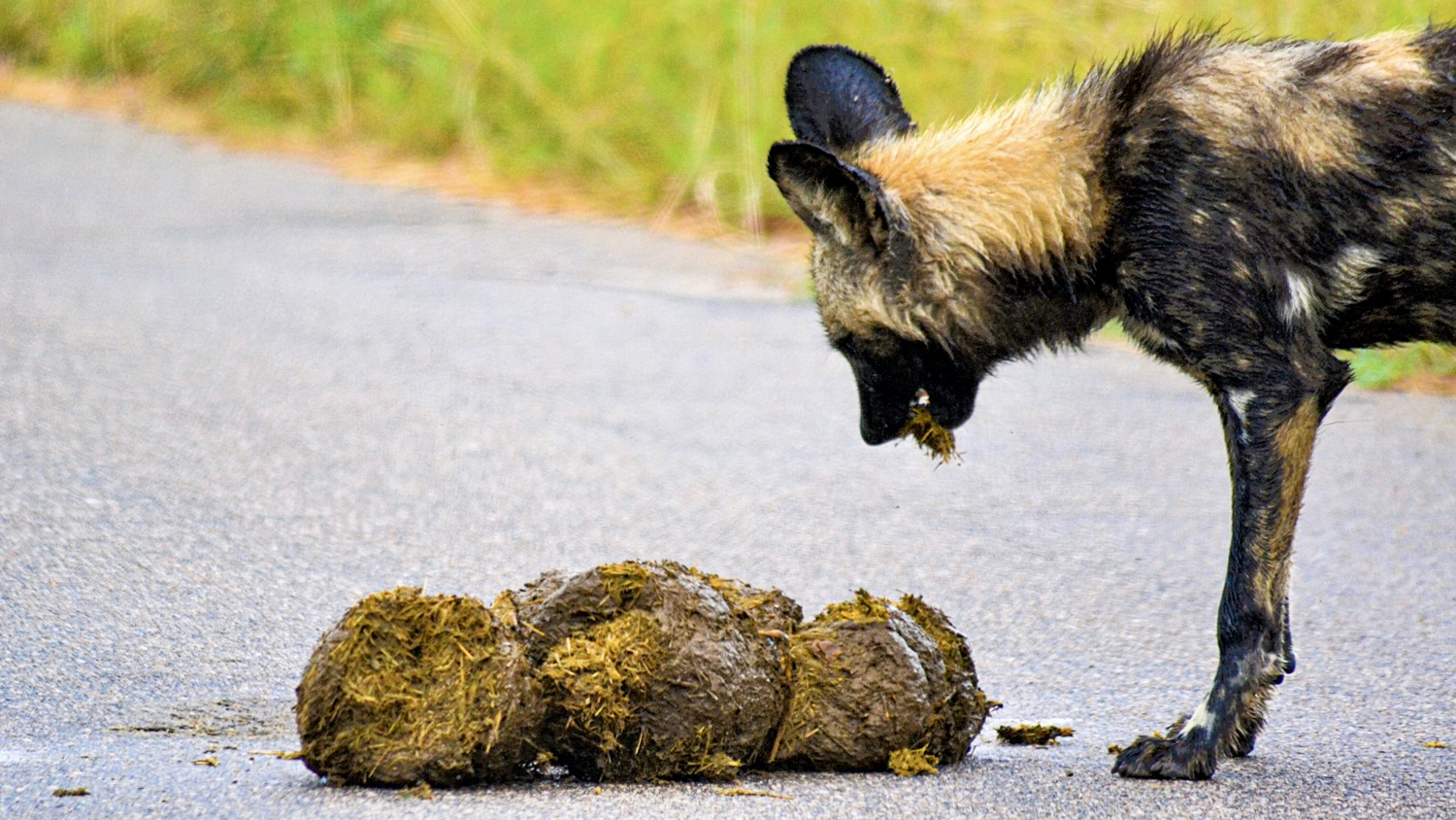 Why Do African Wild Dogs Have a Taste for Poop?