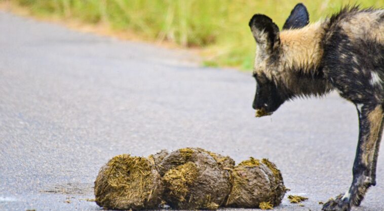 Why Do African Wild Dogs Have a Taste for Poop?